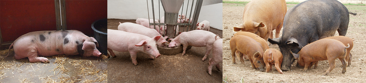 Rector Farms – Fresh, organic meat. Daily…